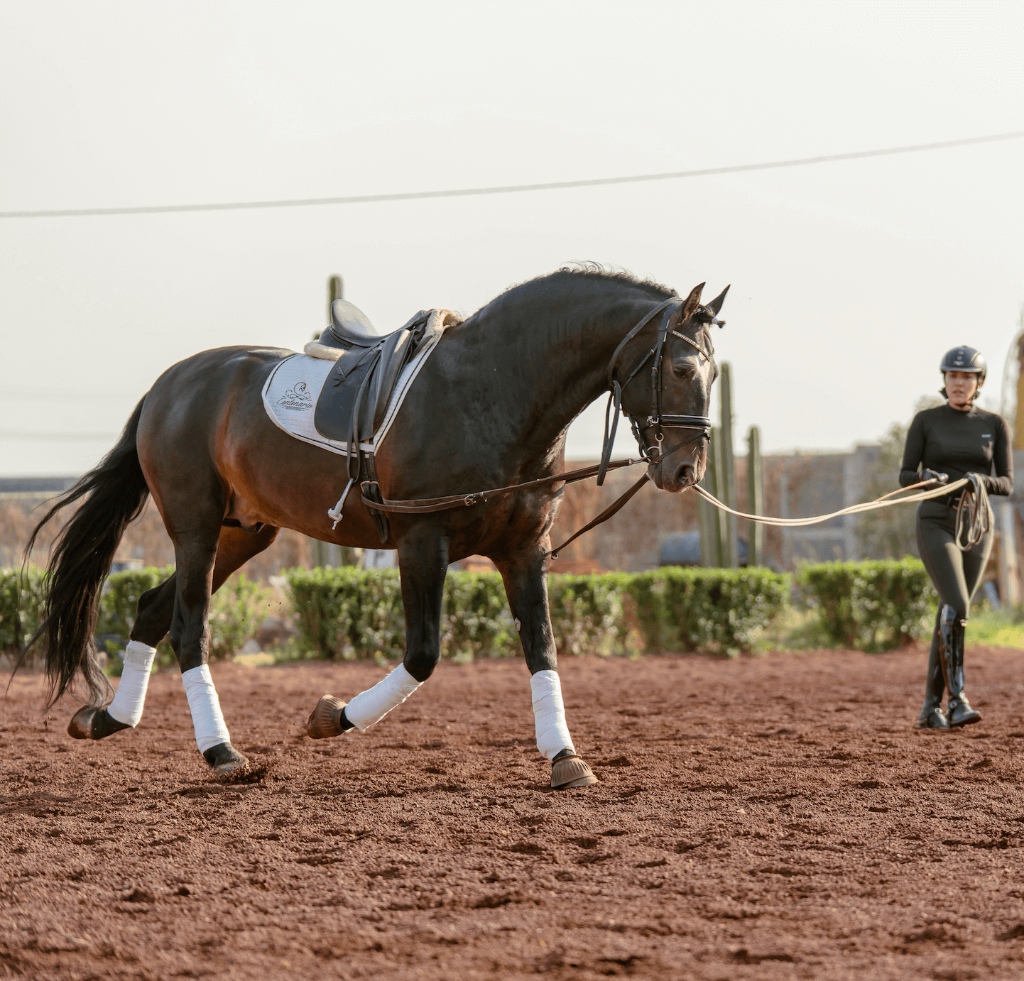 Cuidado y Salud del Caballo – Productos para su Bienestar – EQUINOMEX